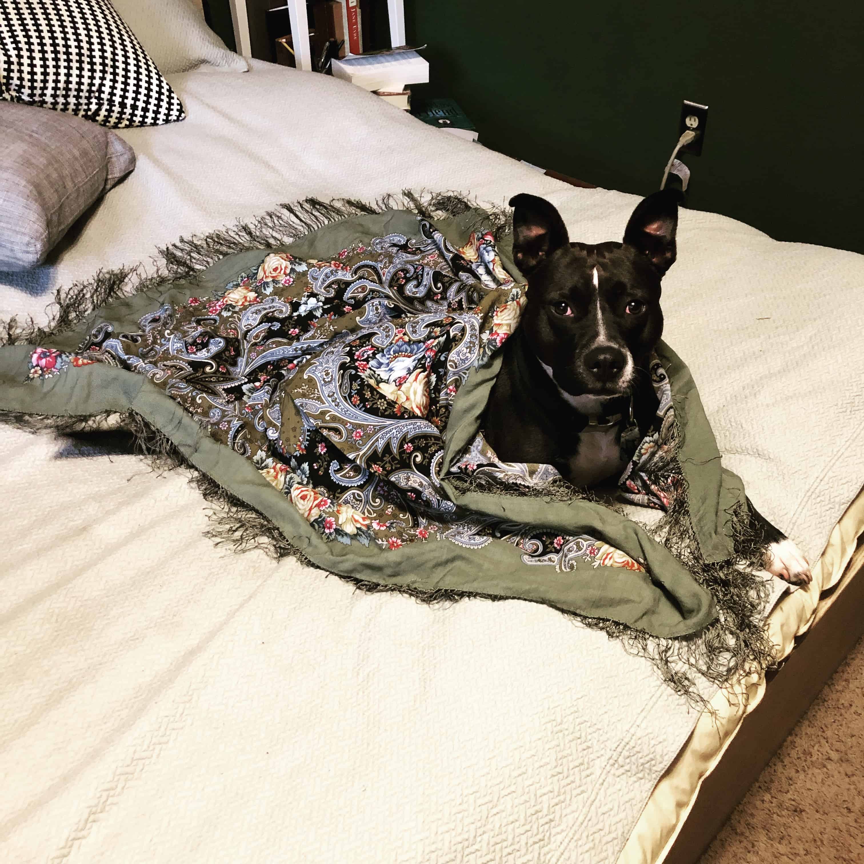 Lilith Saintcrow | Irritability, Meet Shark