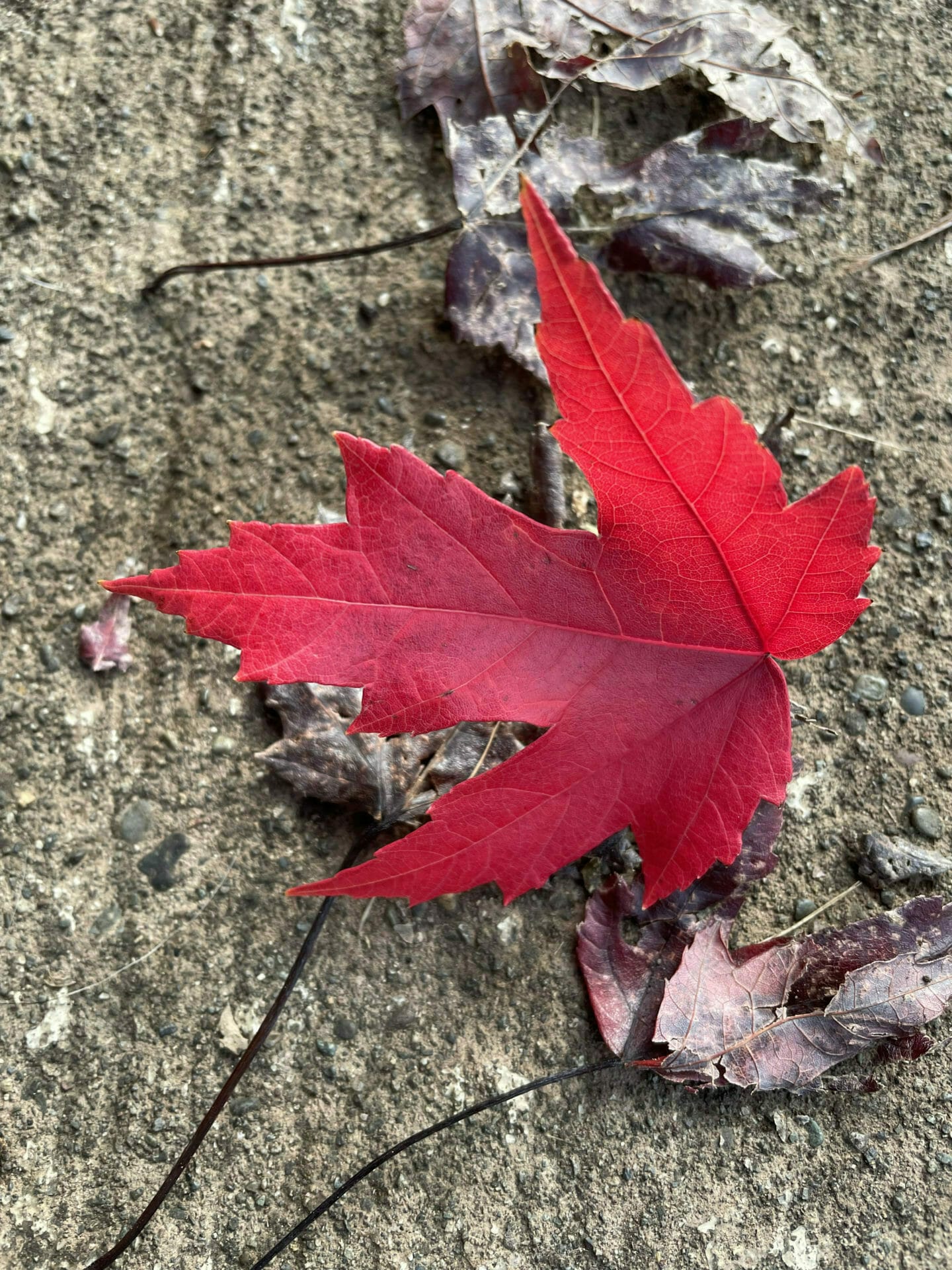 Lili Saintcrow | Corner to Harvest