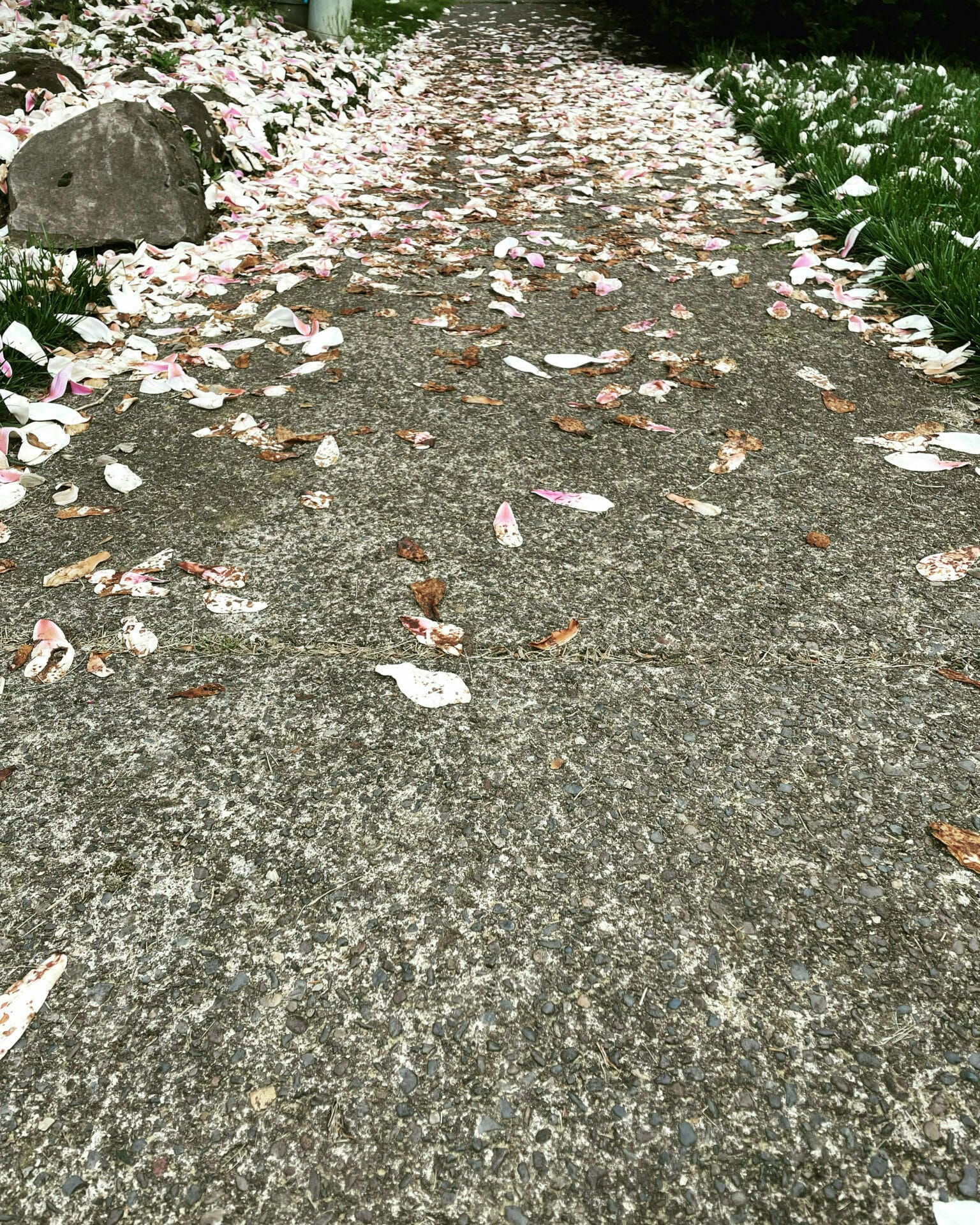 Lili Saintcrow | Magnolia Path